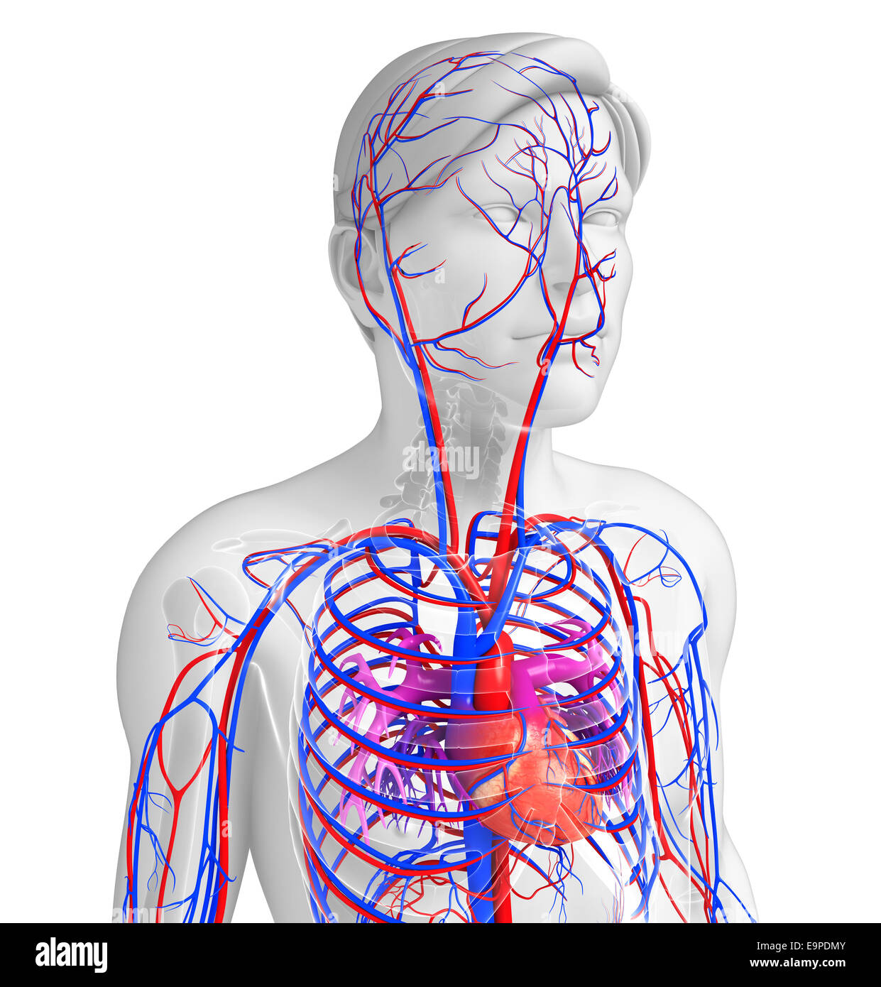Illustration of Male heart circulatory system Stock Photo - Alamy
