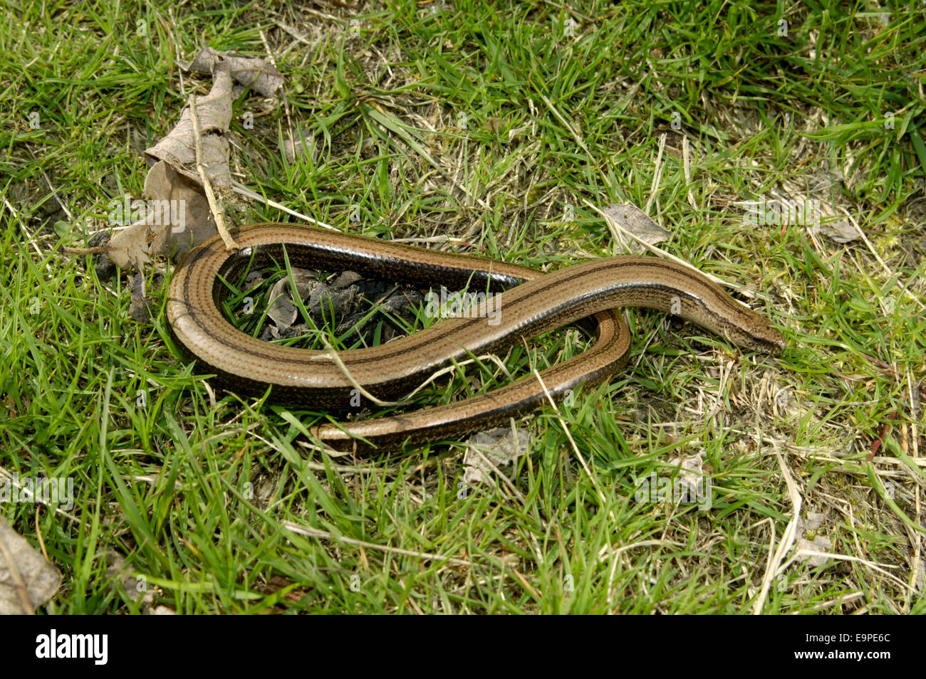 Slow worm hi-res stock photography and images - Alamy