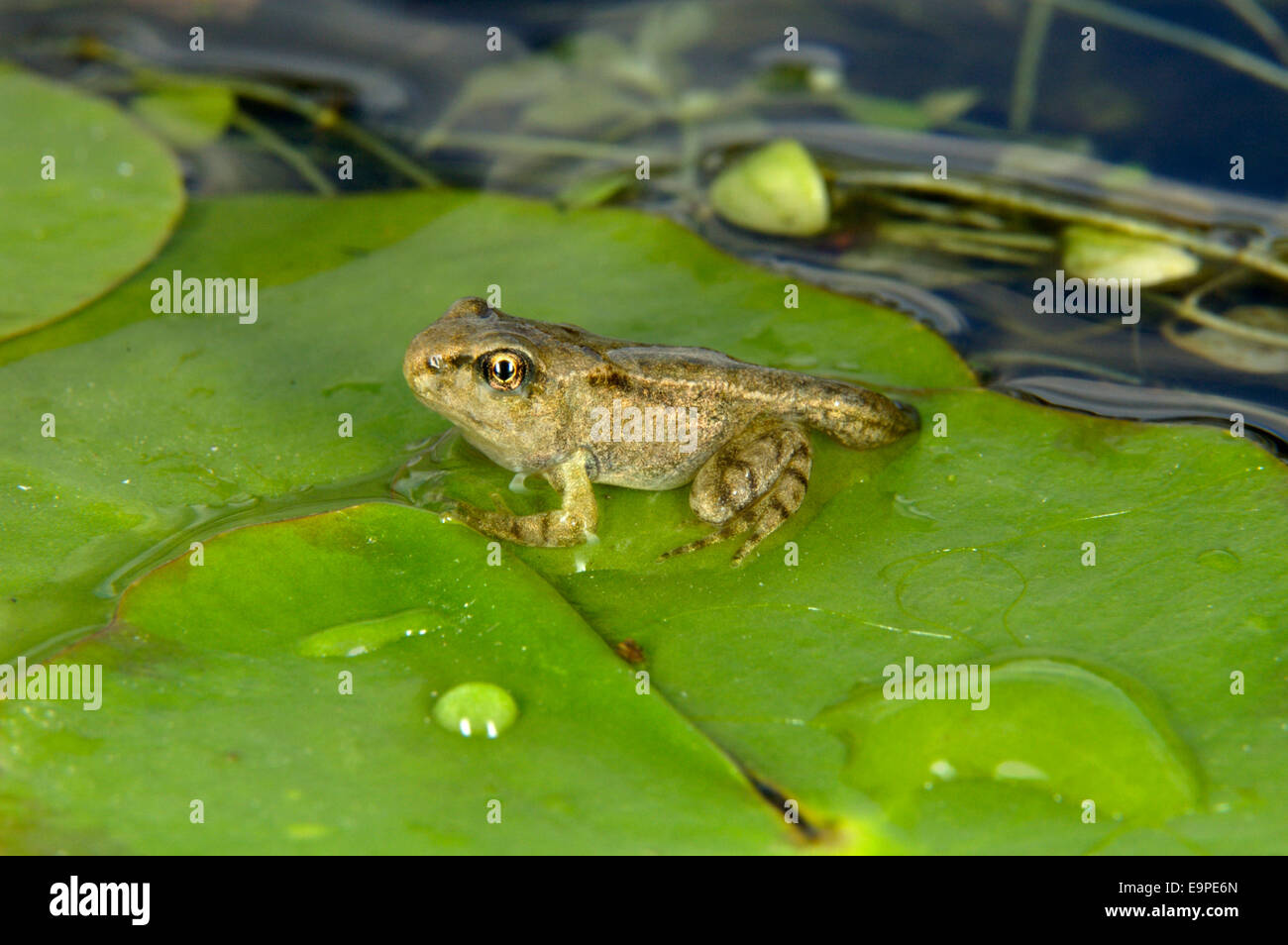 Common frog hi-res stock photography and images - Alamy