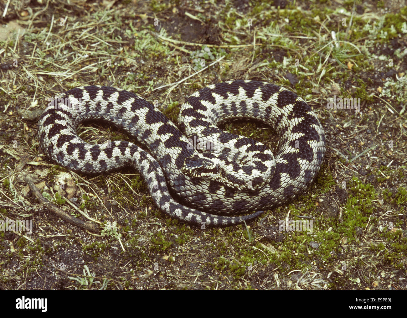 Adder - Vipera berus Stock Photo - Alamy