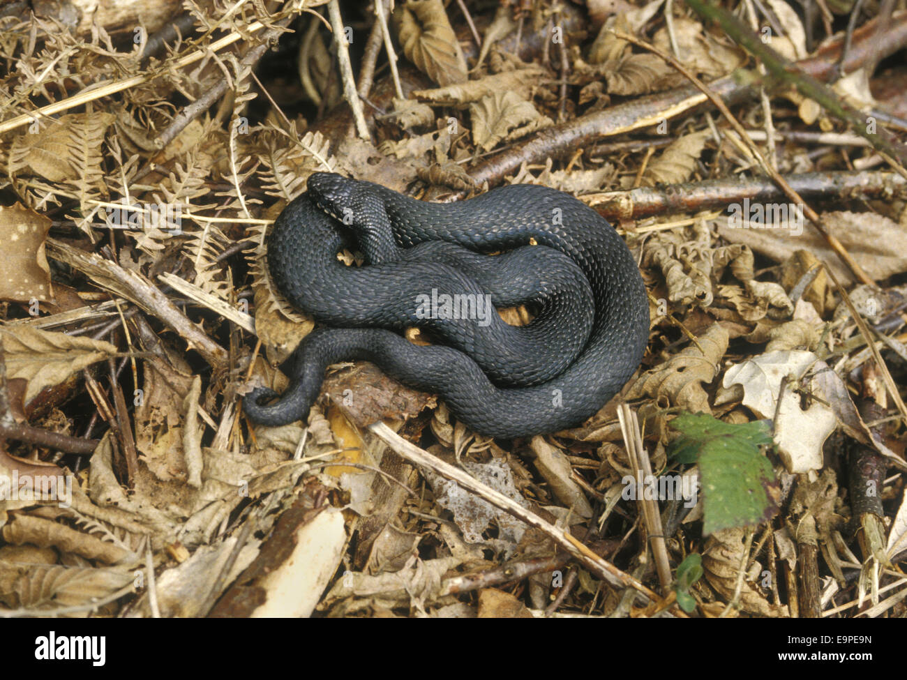 Black viper snake hi-res stock photography and images - Alamy