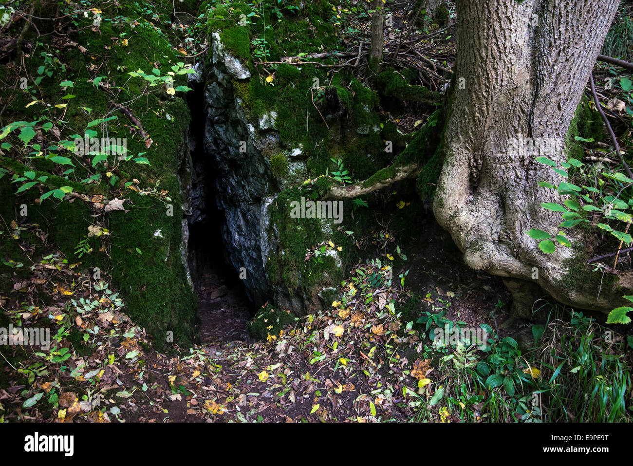 Cleft in the rocks with Ash tree growing beside it. Autumn leaves ...