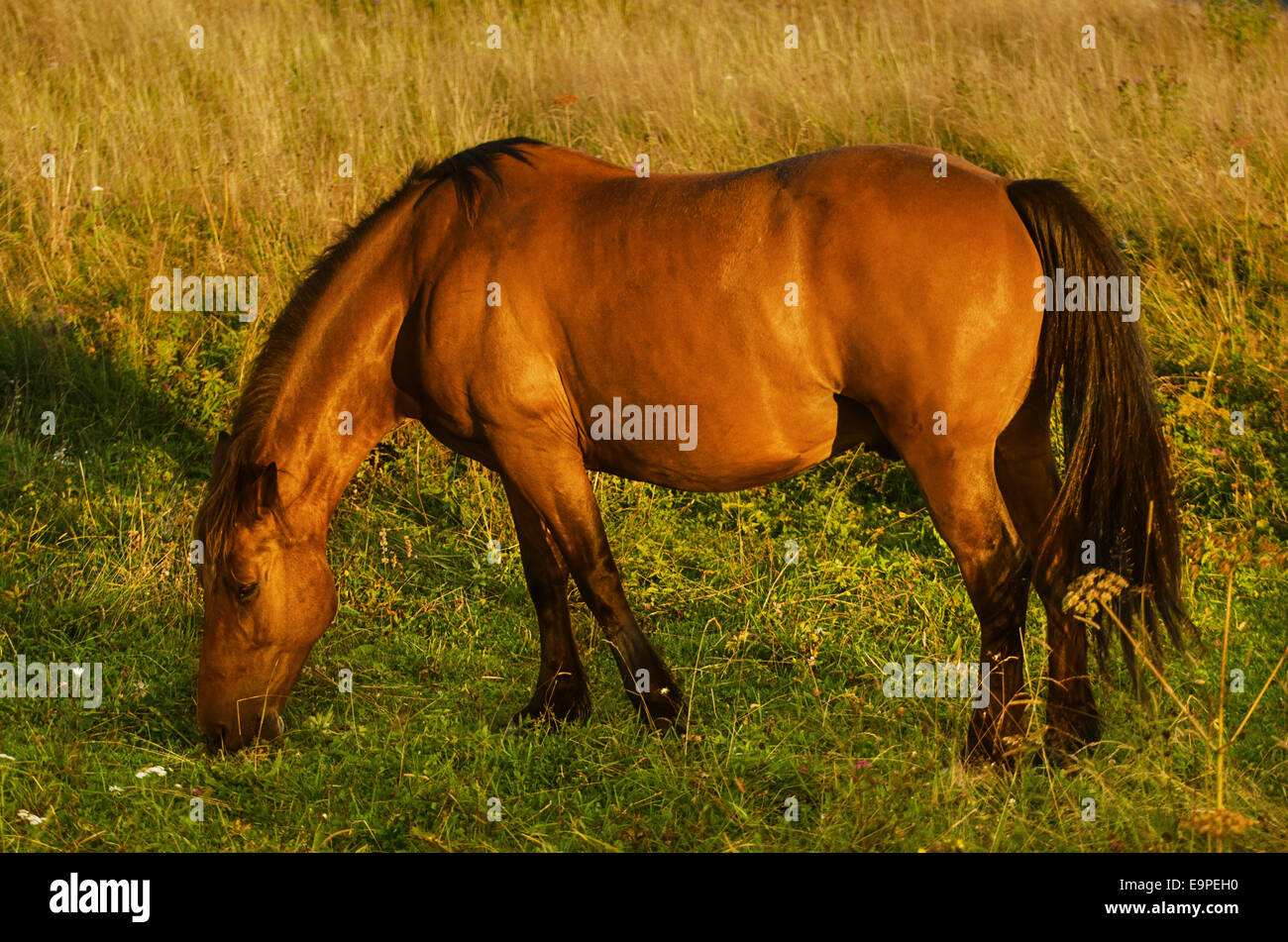 Magic bay horse hi-res stock photography and images - Alamy
