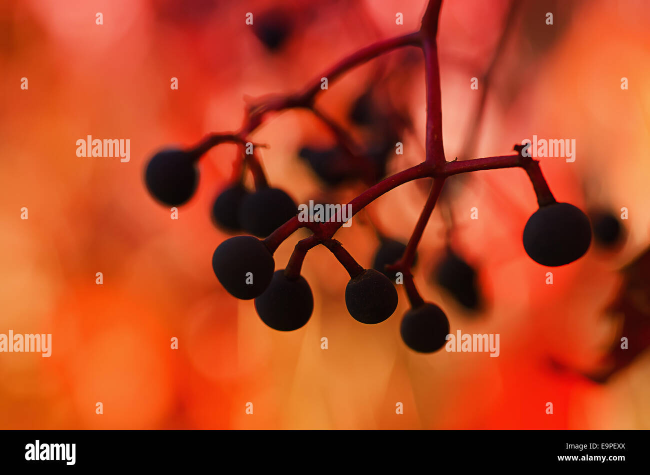 Wild grape berry Stock Photo - Alamy