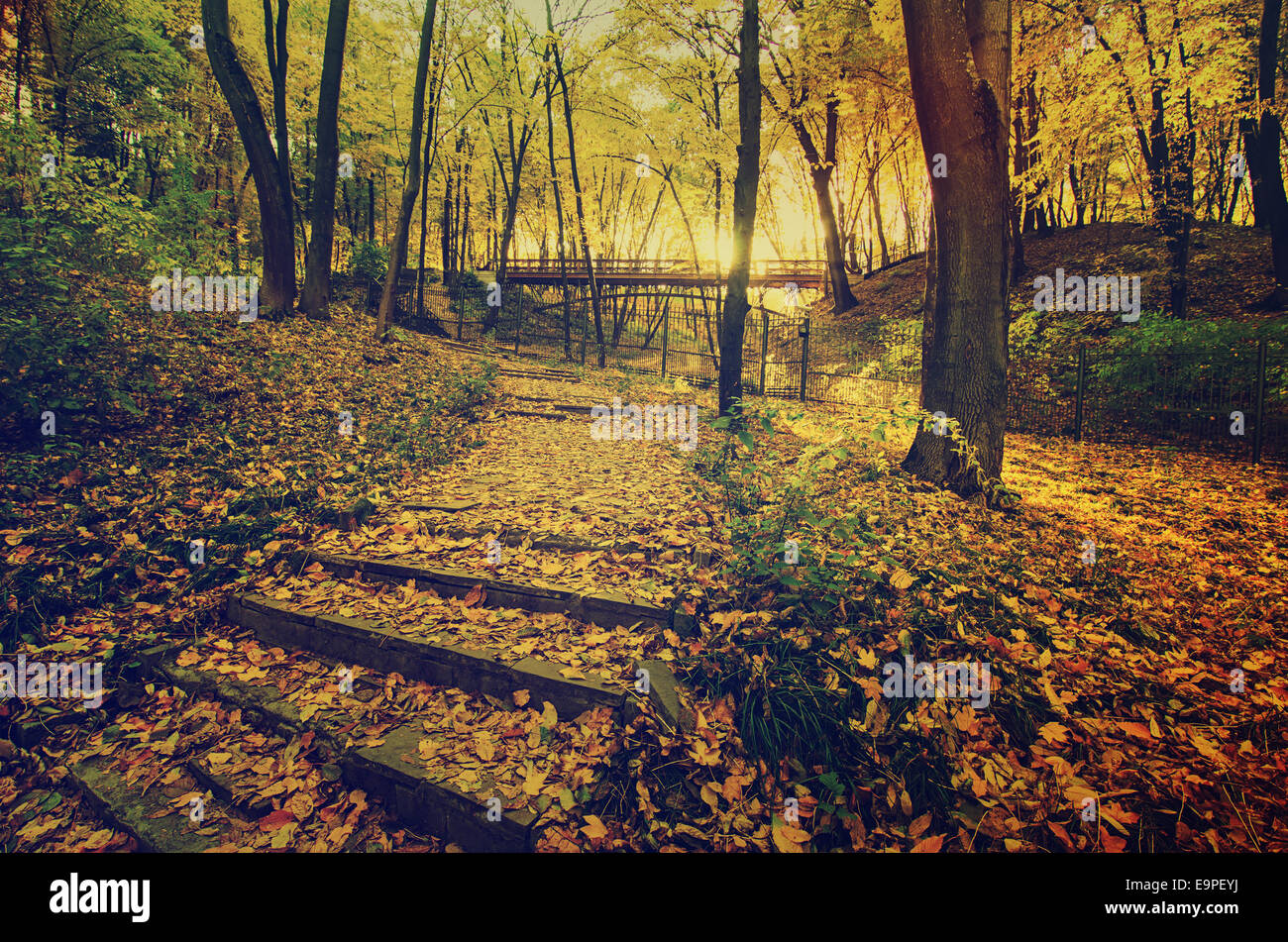 Autumn sunny park Stock Photo - Alamy