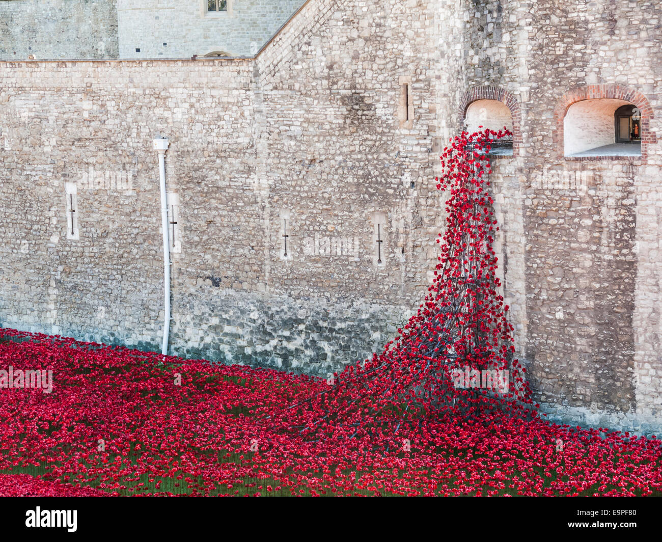 Remembrance day poppy cascade hi-res stock photography and images - Alamy
