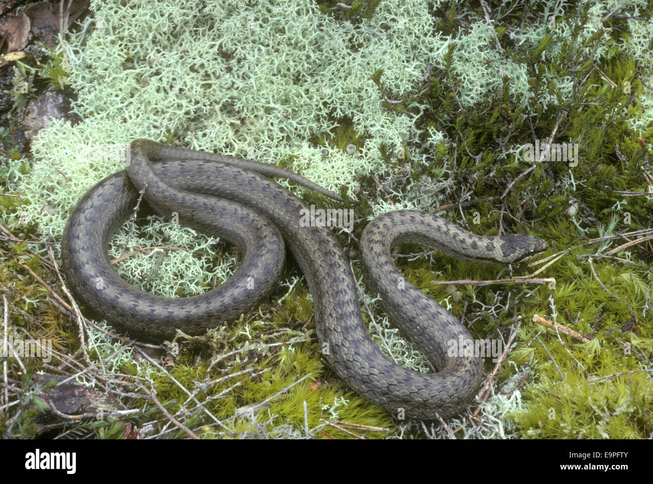 Coronella Austriaca High Resolution Stock Photography and Images - Alamy