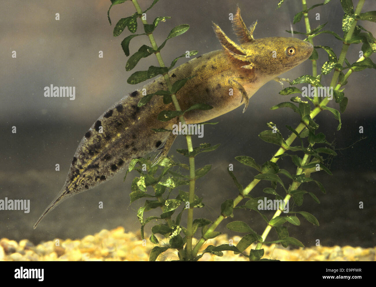 Triturus cristatus hi-res stock photography and images - Alamy