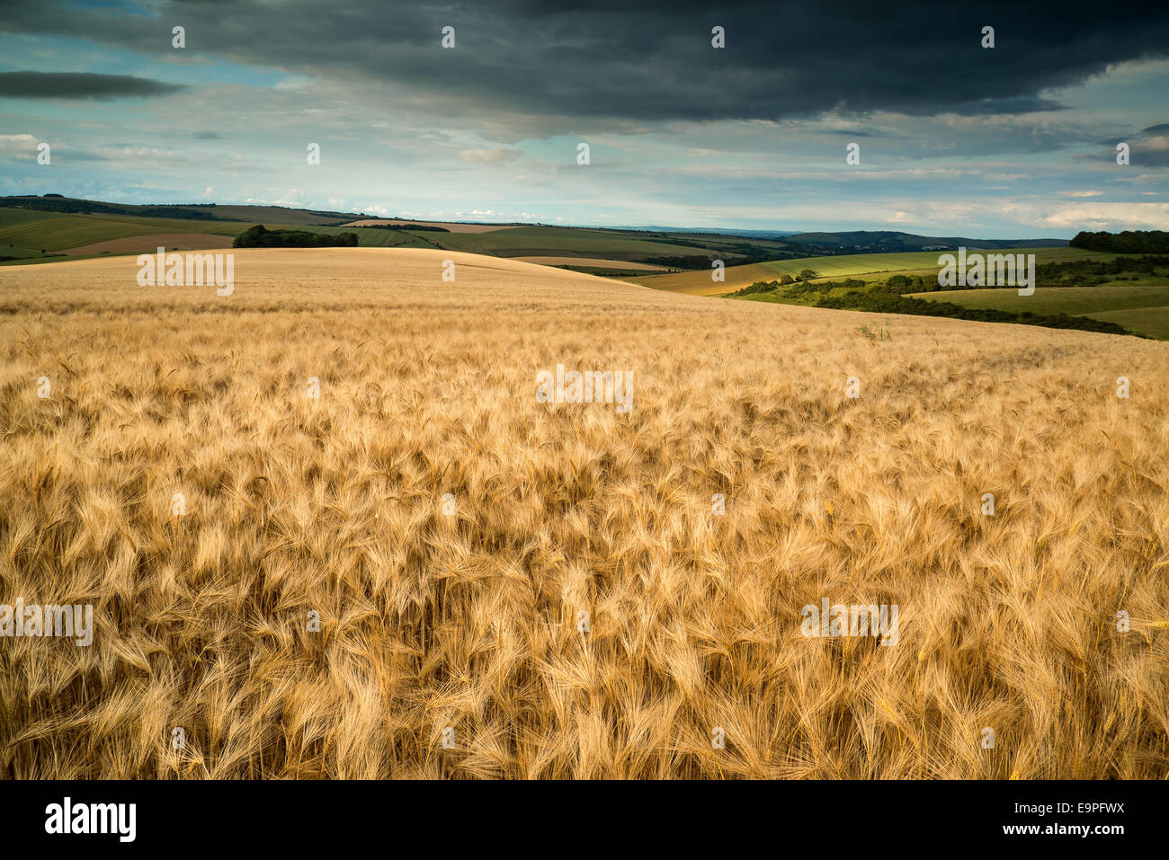 Stunning countryside landscape wheat field in Summer sunset Stock Photo ...