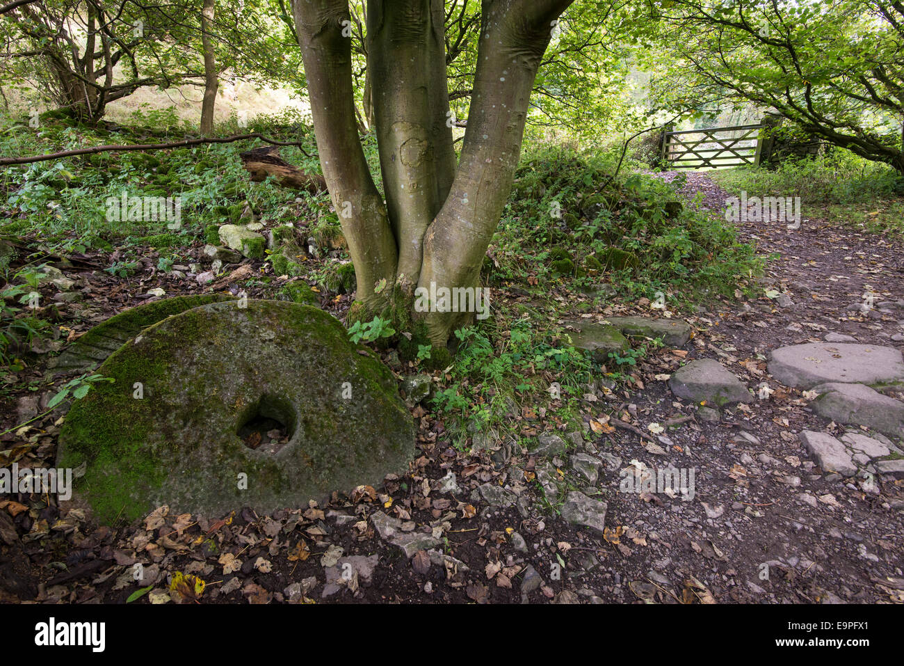 Old tree woodland peak district autumn hi-res stock photography and ...