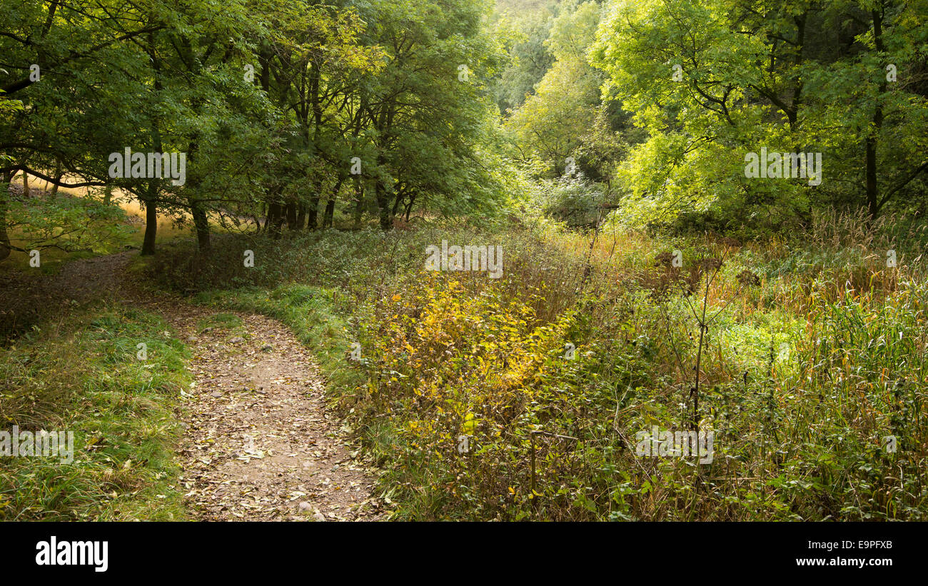 Autumn colour in Lathkill Dale, Peak District national park, Derbyshire ...