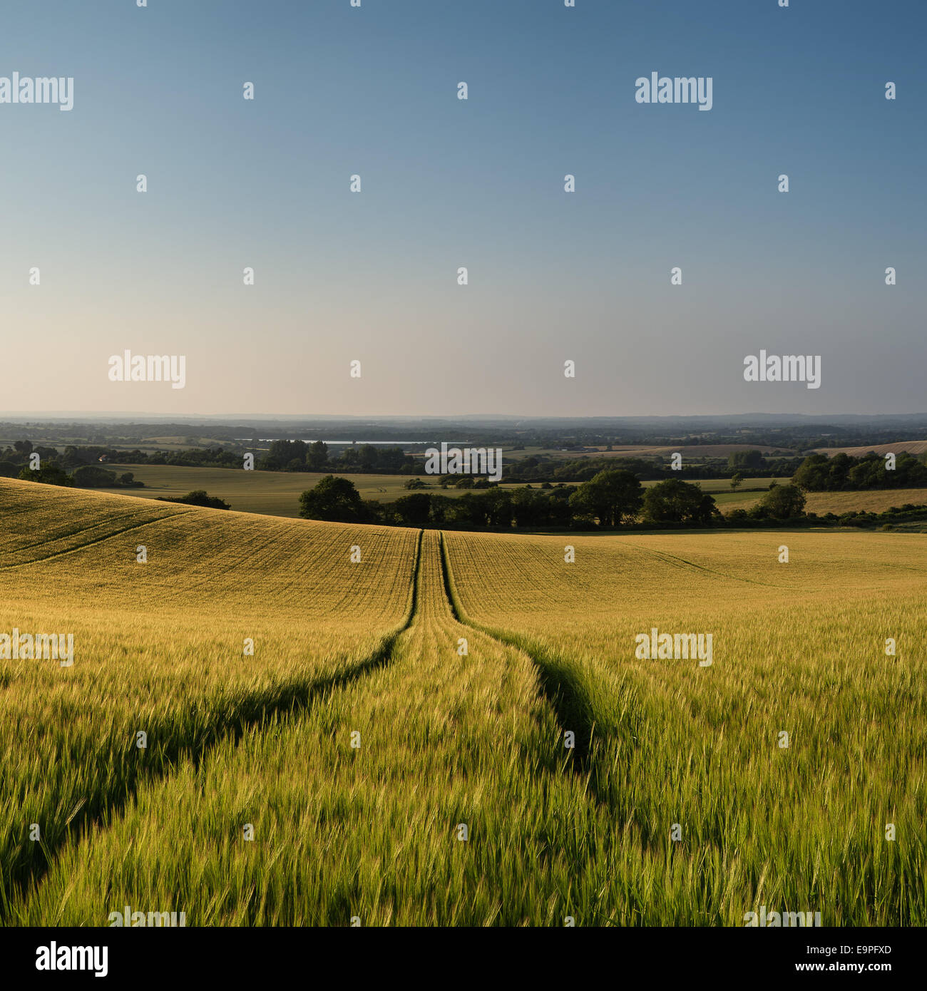 Stunning countryside landscape wheat field in Summer sunset Stock Photo ...