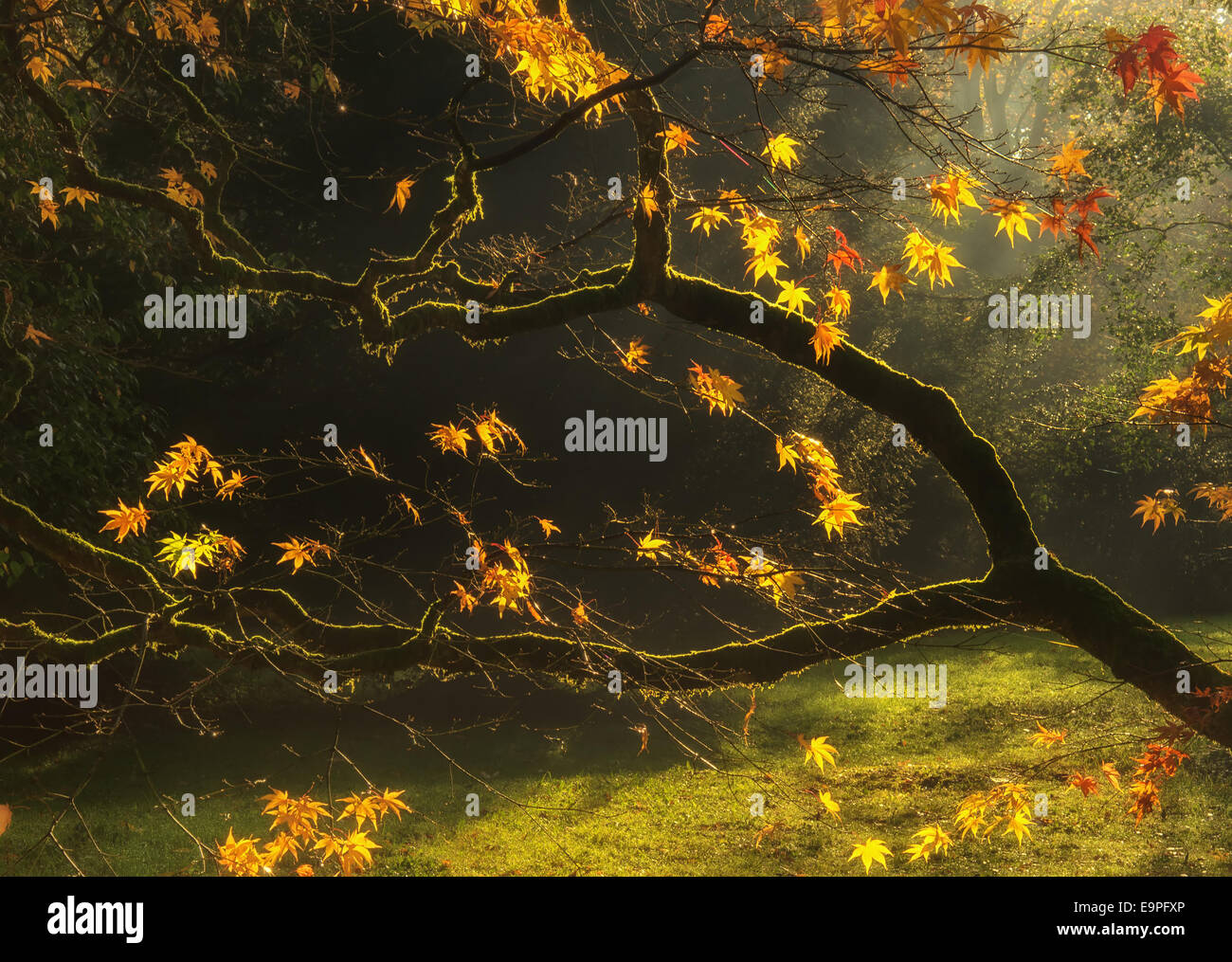 Beautiful golden Autumn leaves with bright backlighting from sunrise ...