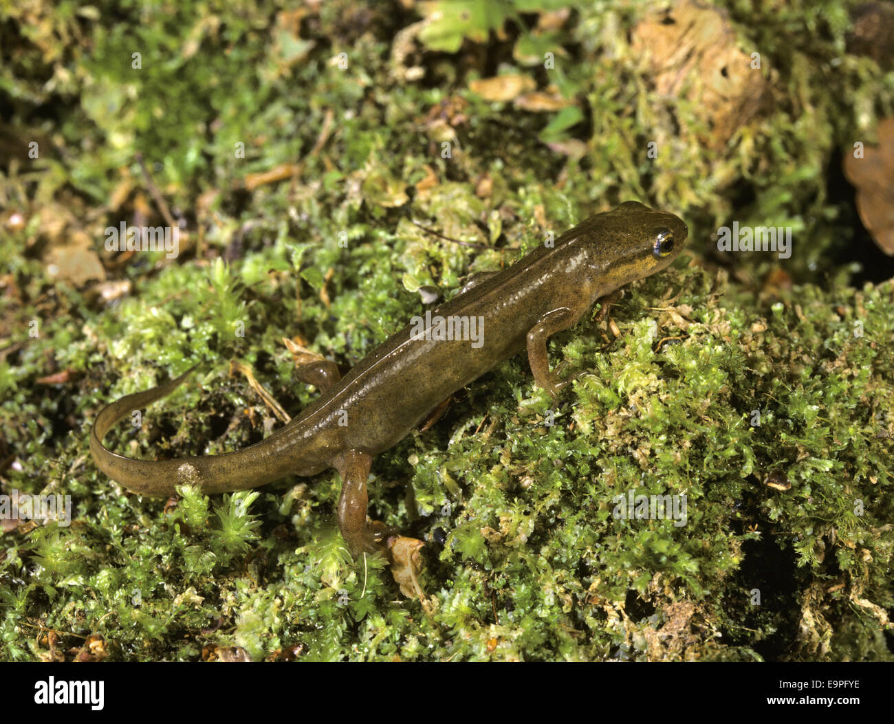 Palmate Newt - Triturus helveticus Stock Photo - Alamy