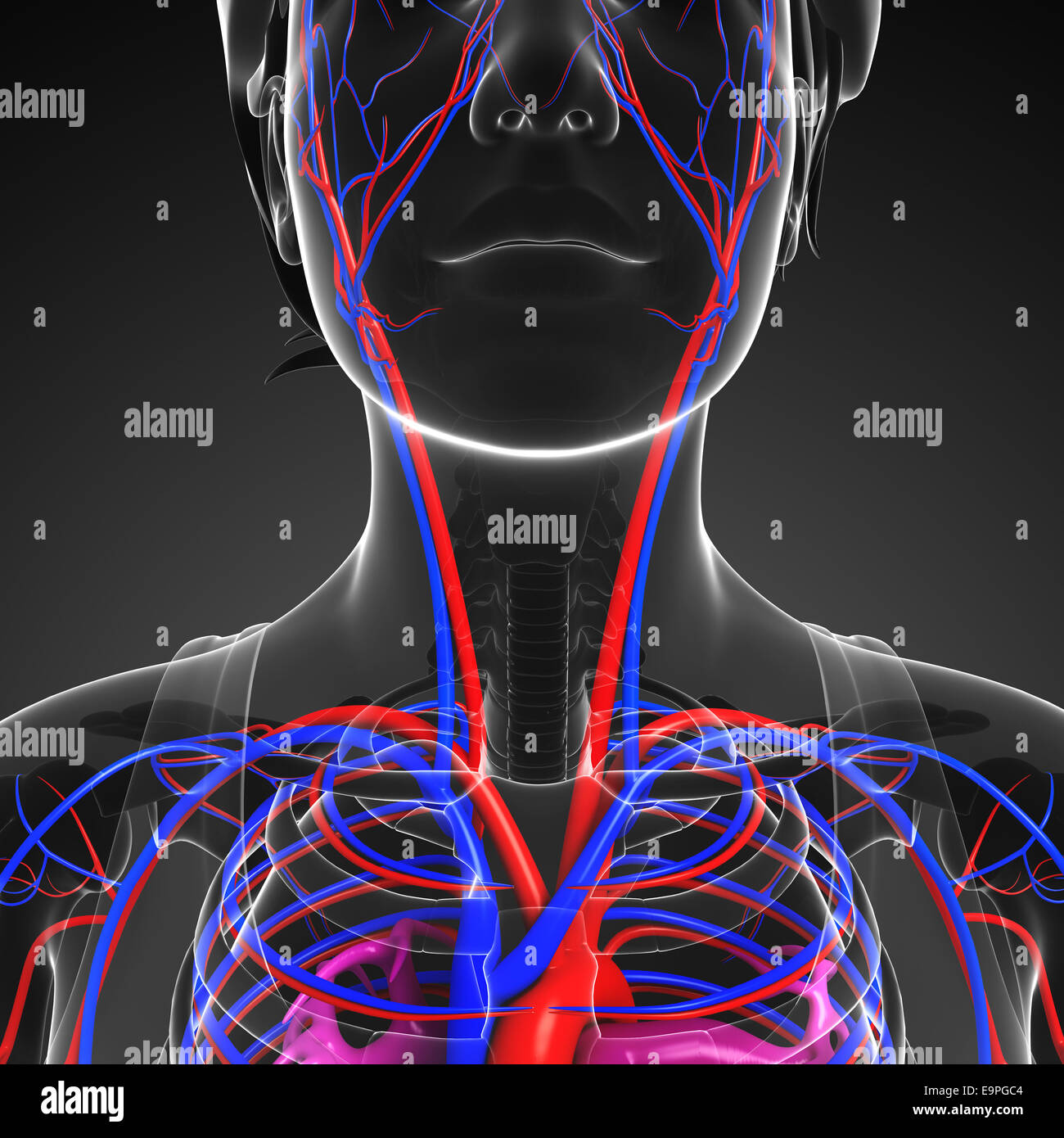 Neck arteries hi-res stock photography and images - Alamy