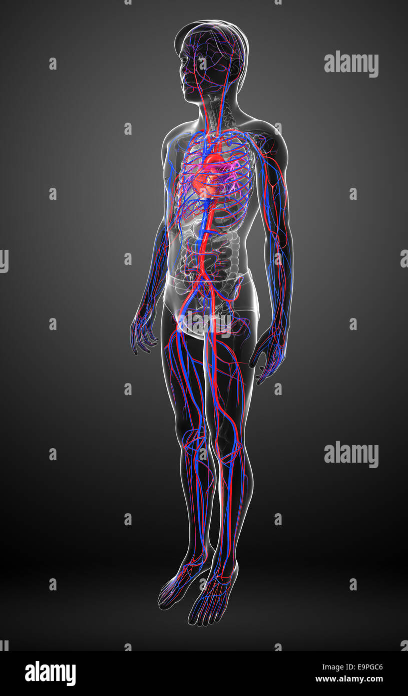 Illustration of Male circulatory system Stock Photo - Alamy
