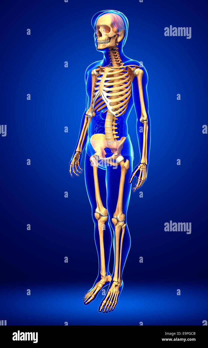 Illustration of human skeleton side view Stock Photo - Alamy