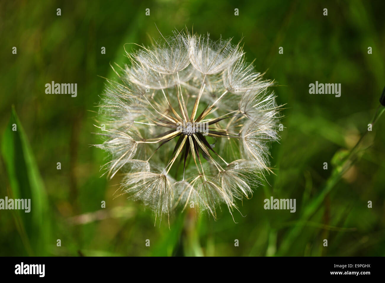 close up close-up macro of a Goatsbeard Salsify Seed head Stock Photo ...