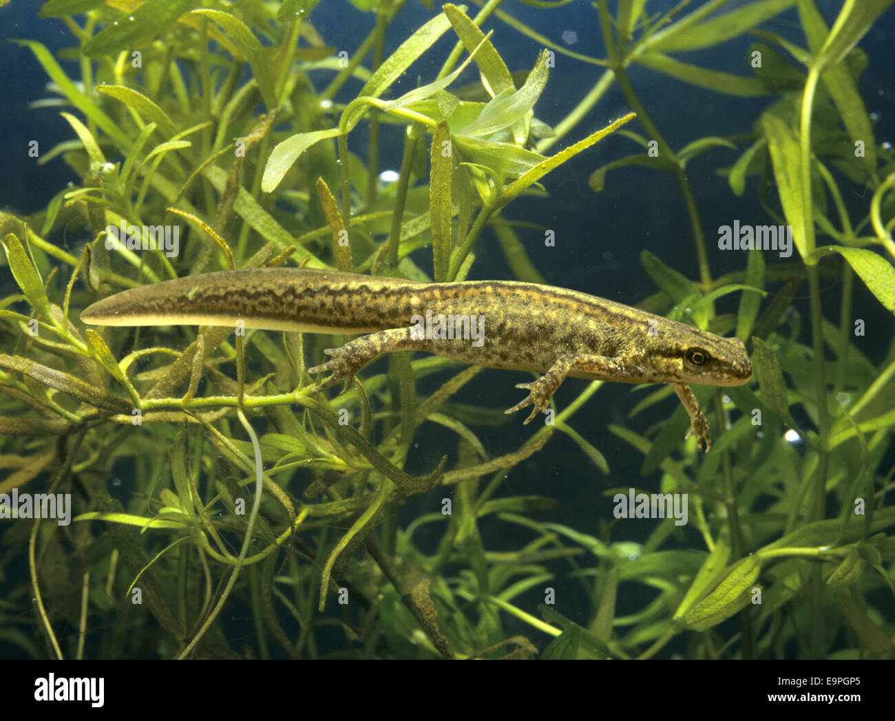 Newt hi-res stock photography and images - Alamy