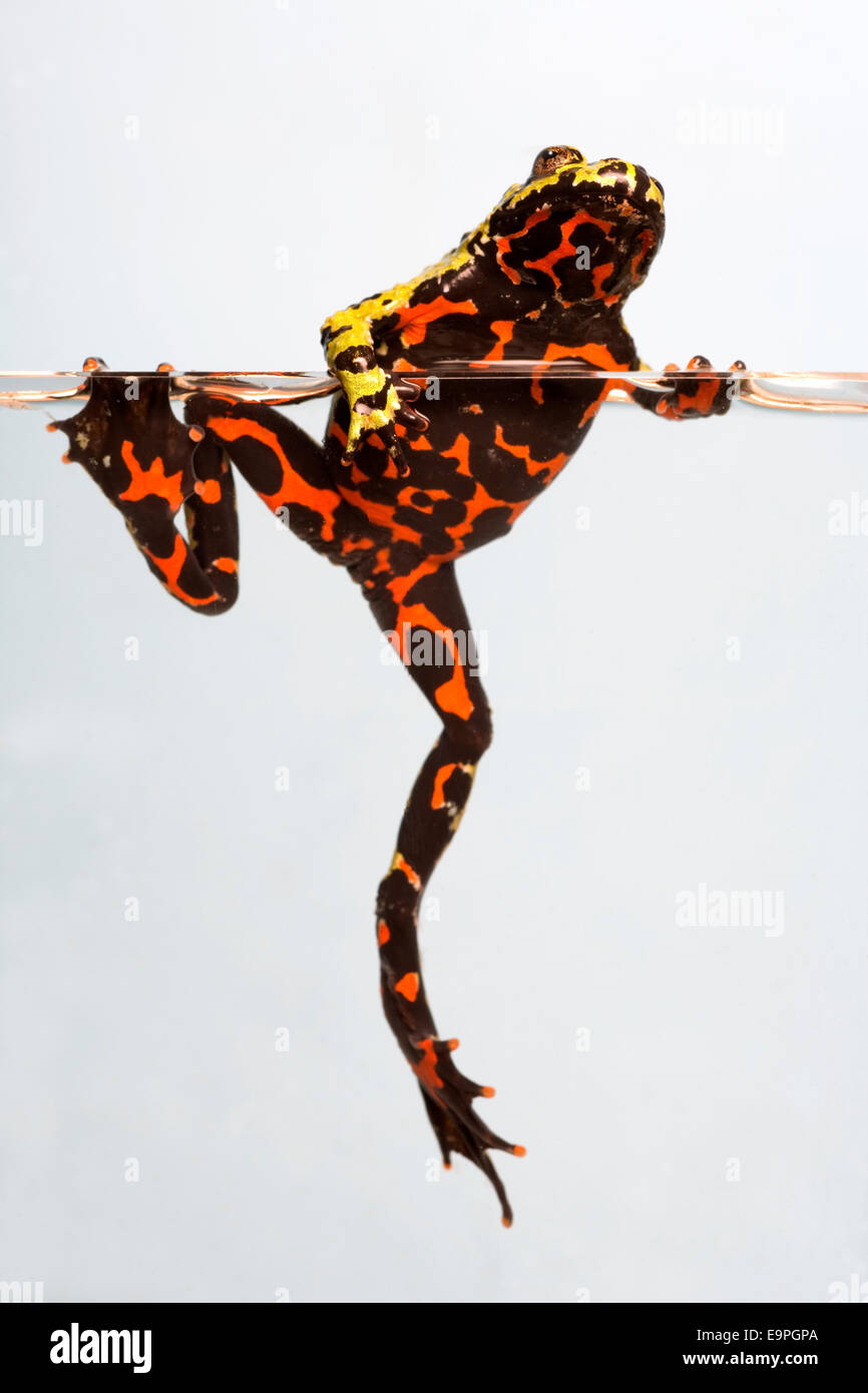 Oriental Fire-bellied Toad - Bombina orientalis Stock Photo - Alamy