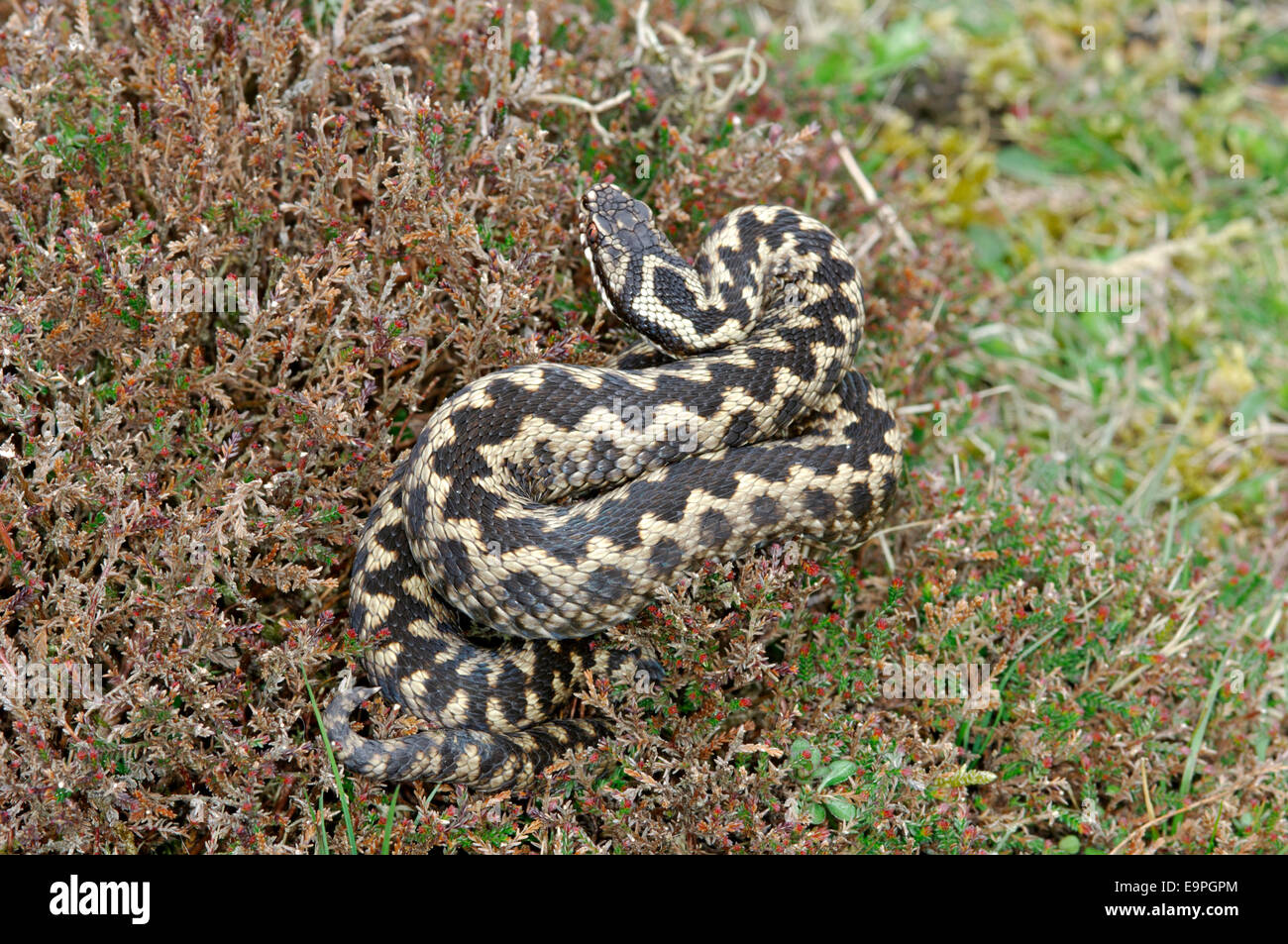 Adder - Vipera berus Stock Photo - Alamy