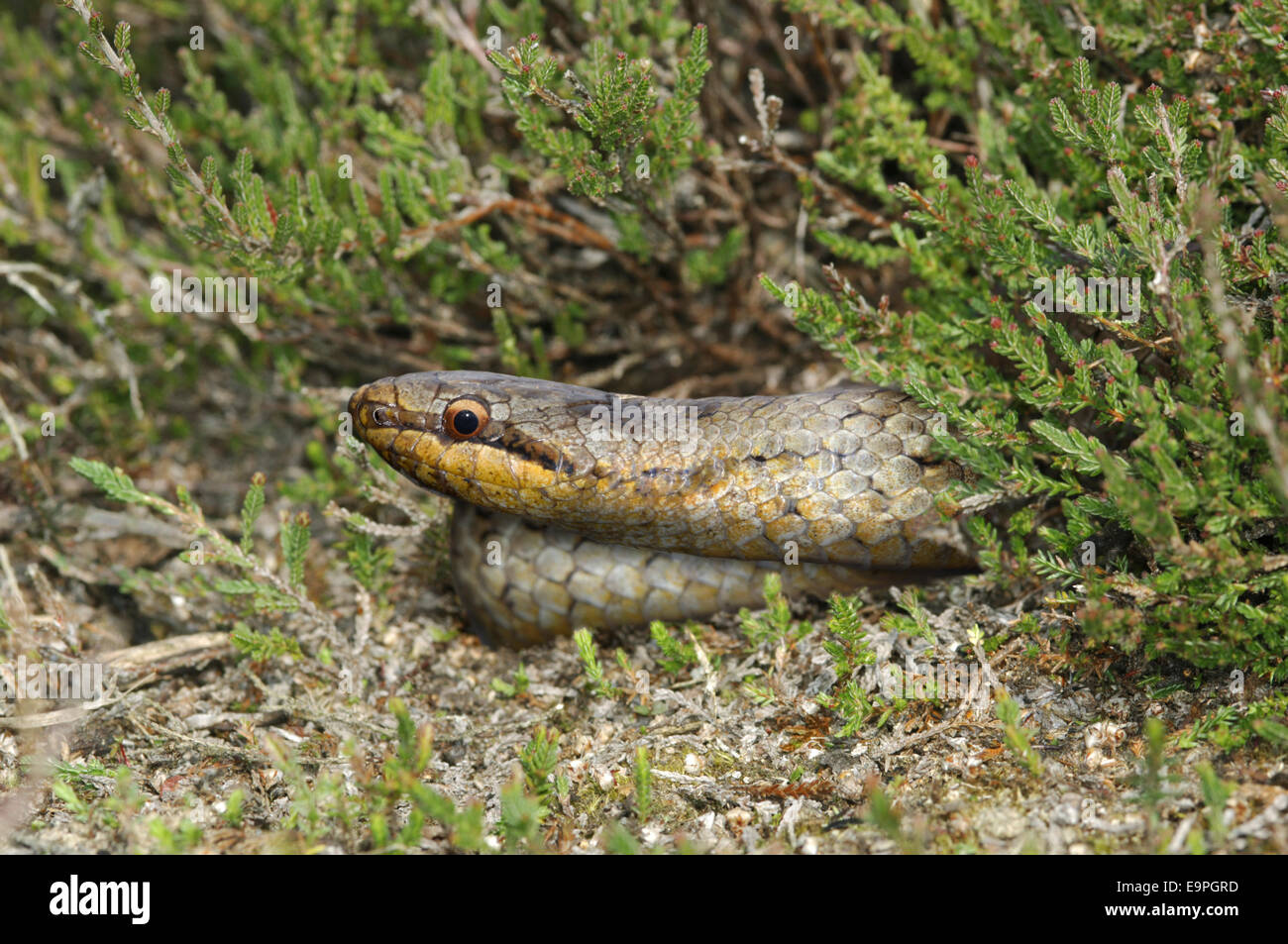 Snake smooth snake hi-res stock photography and images - Alamy