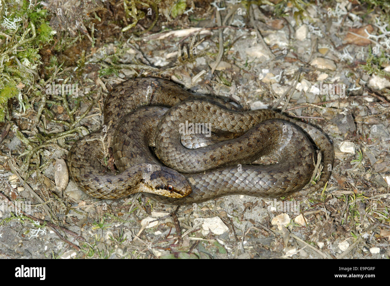 Smooth snake hi-res stock photography and images - Alamy