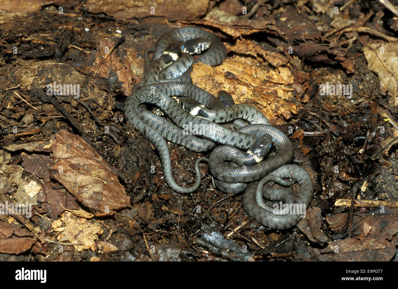 Snakes nest hi-res stock photography and images - Alamy