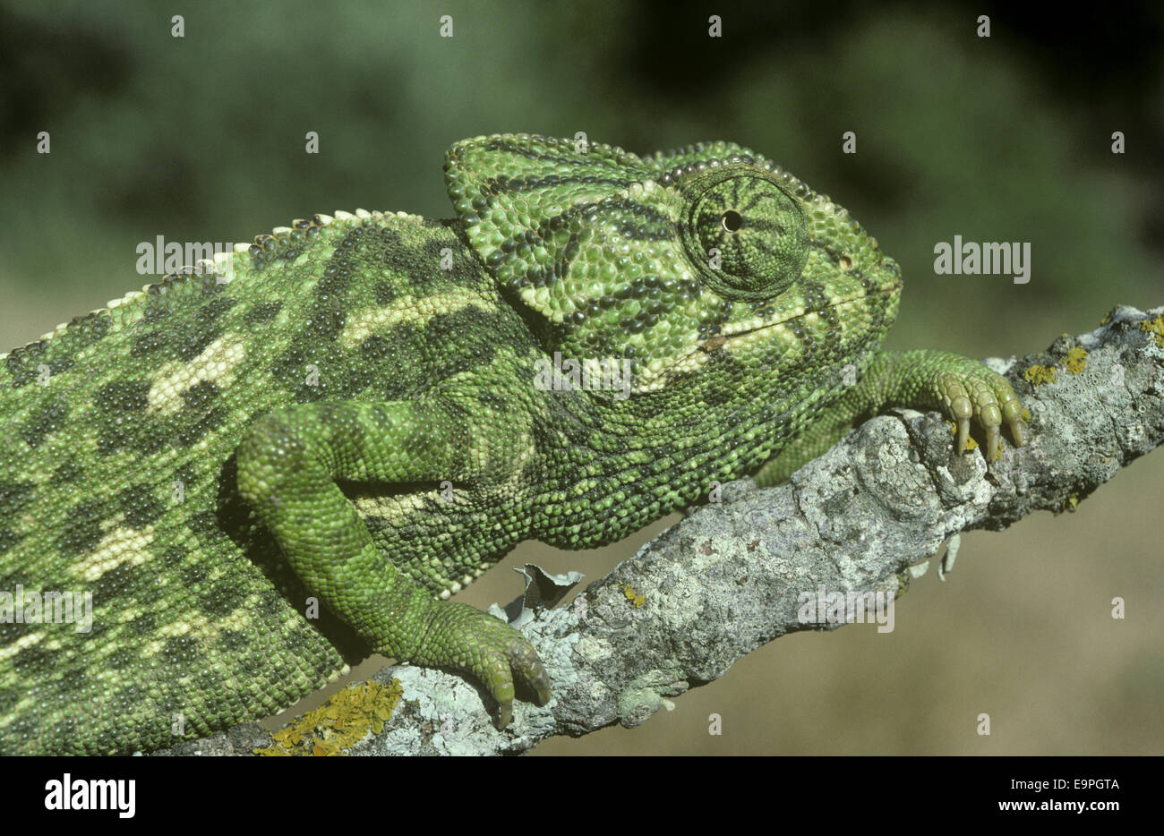 European Chameleon - Chamelo chameleon Stock Photo - Alamy