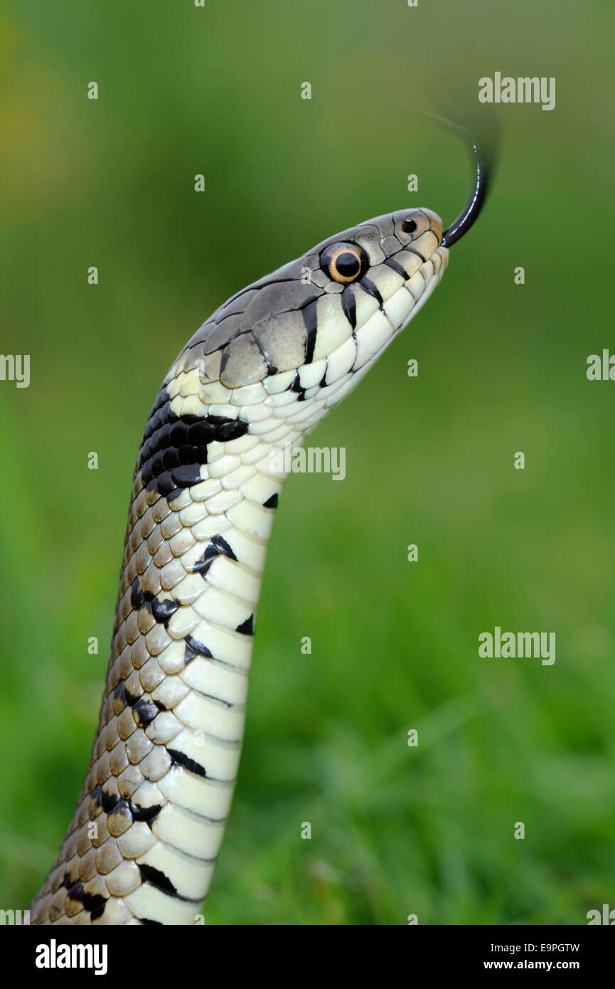 Vertical snake snakes hi-res stock photography and images - Alamy