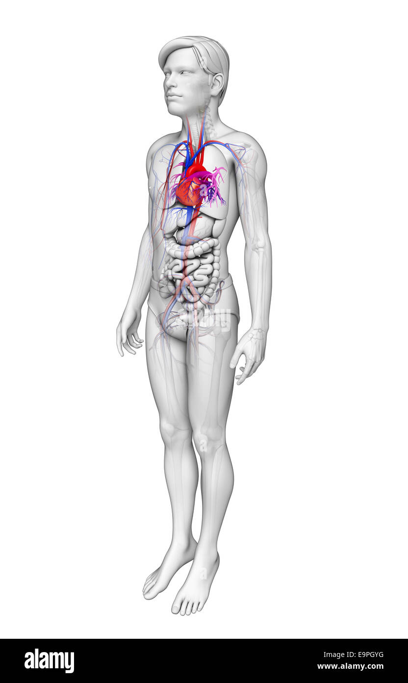 Illustration of Male heart anatomy Stock Photo - Alamy