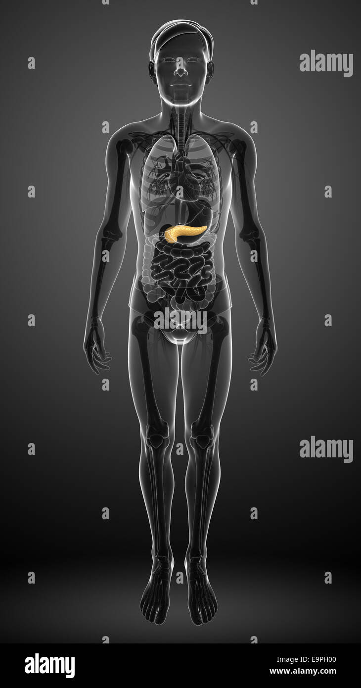 Illustration of male pancreas anatomy Stock Photo - Alamy