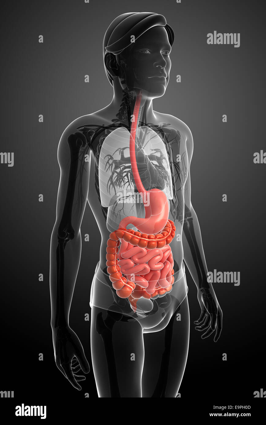 Illustration of male small intestine anatomy Stock Photo - Alamy