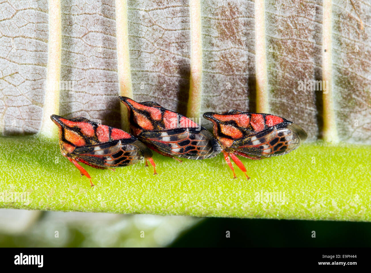 A group of red and black treehoppers on a rainforest understory plant ...