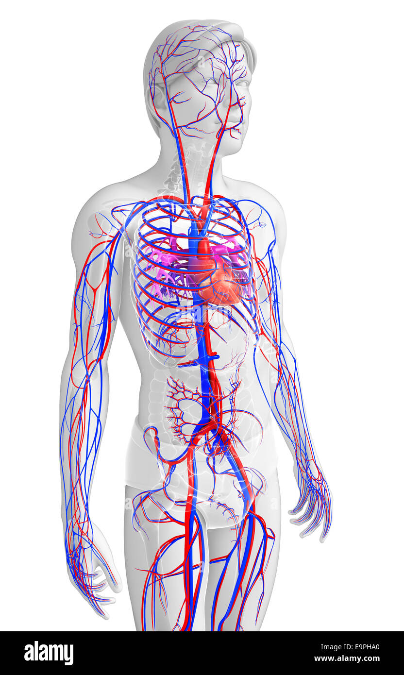 Illustration of Male circulatory system Stock Photo - Alamy