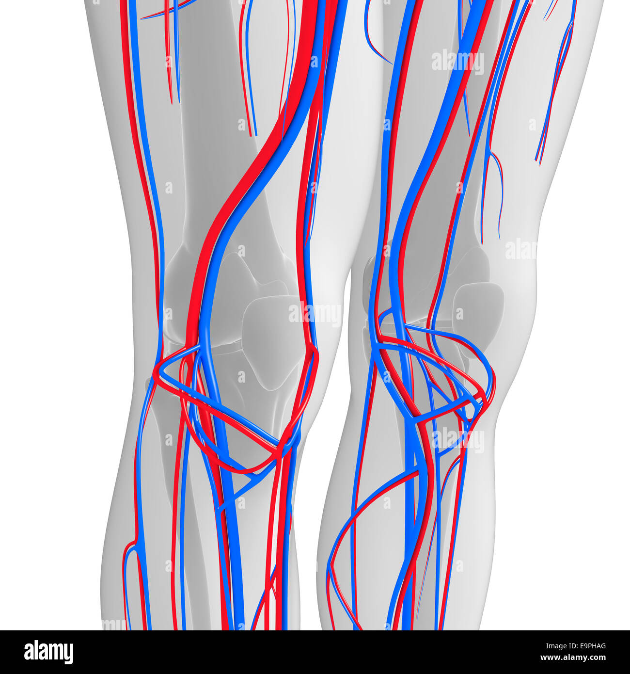Illustration of Knee circulatory system Stock Photo - Alamy
