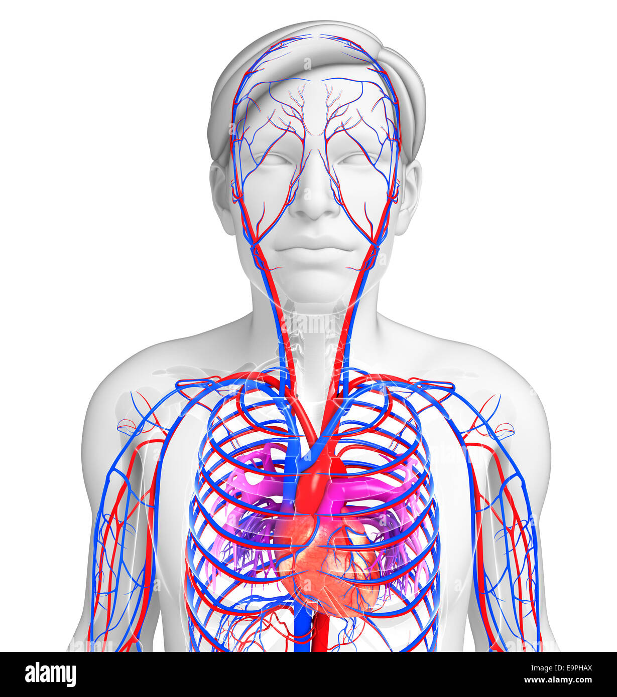 Illustration of Male heart circulatory system Stock Photo - Alamy
