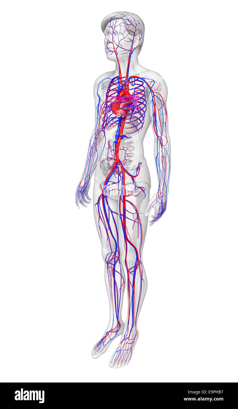 Illustration of Male circulatory system Stock Photo - Alamy