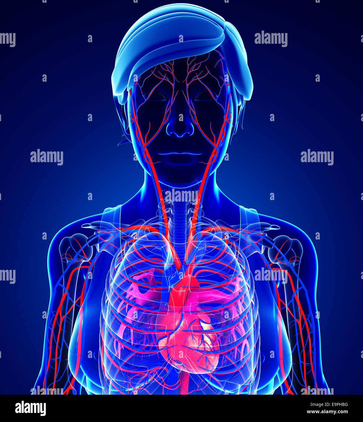 Female heart valves and anatomy hi-res stock photography and images - Alamy