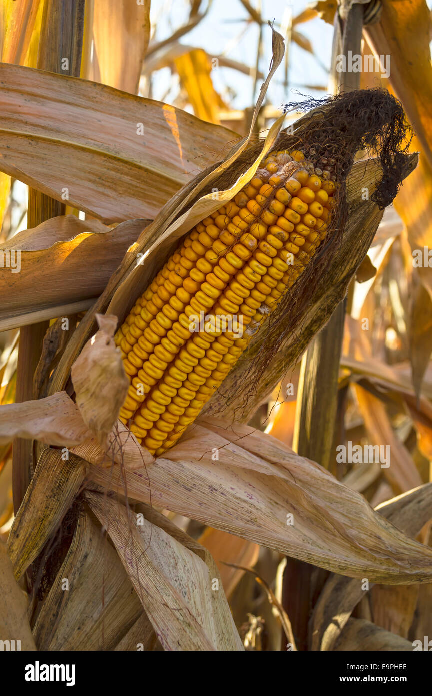 Corn field closeup hi-res stock photography and images - Alamy