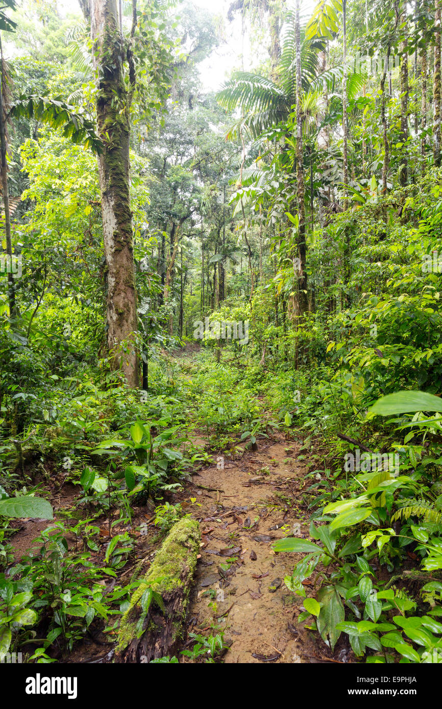 Path running through tropical rainforest near Sumaco National Park in ...