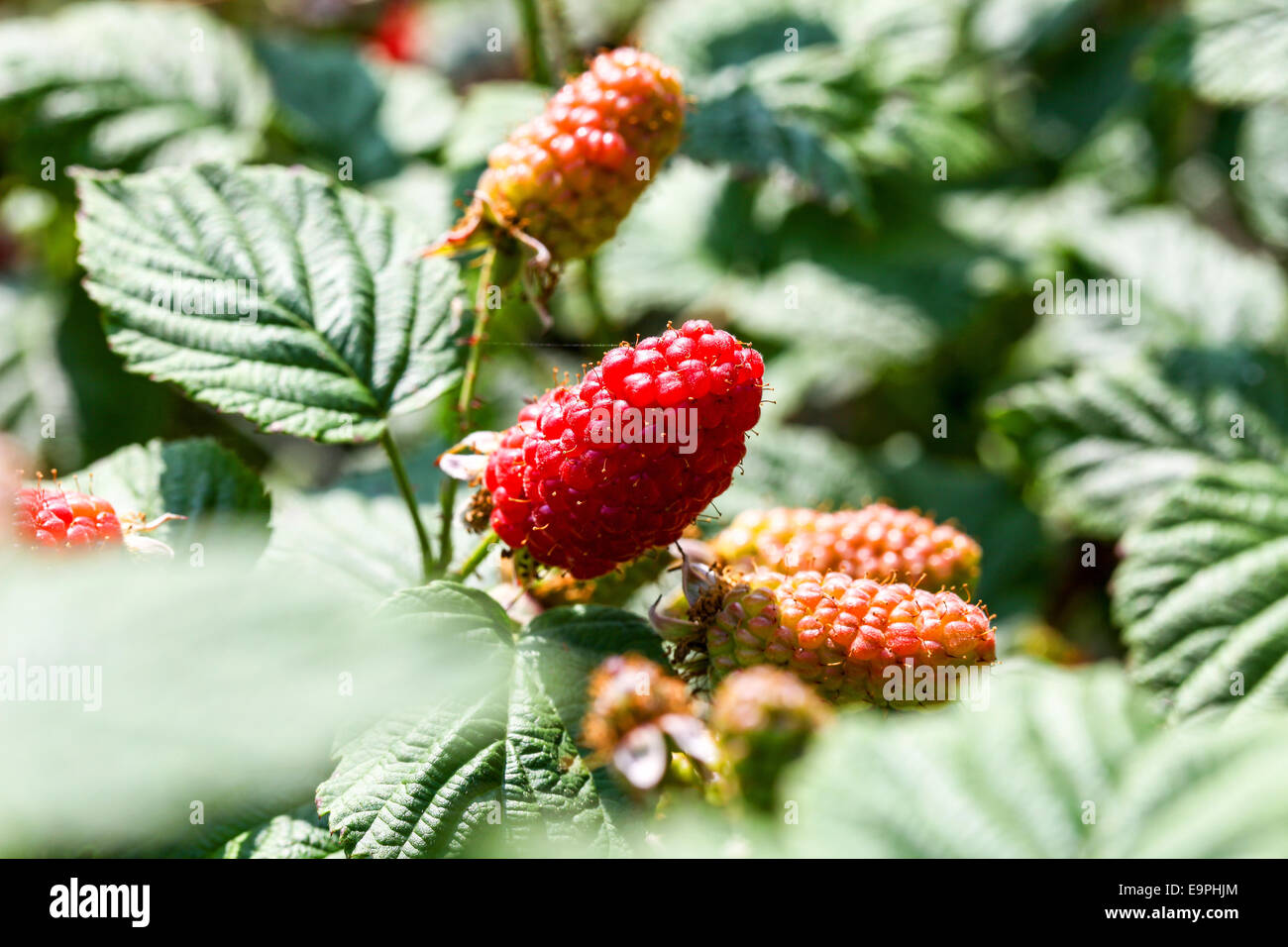 Loganberries of a Loganberry (Rubus × loganobaccus) fruits, a cross ...