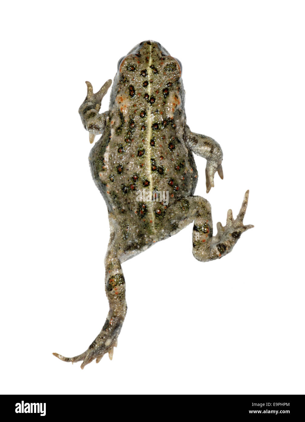 Natterjack toads cut hi-res stock photography and images - Alamy