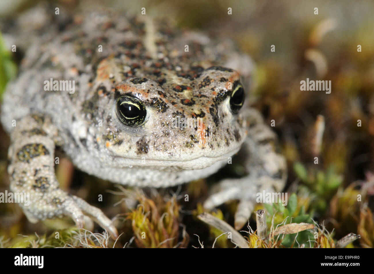 Natterjack Toad - Epidalea calamita Stock Photo - Alamy