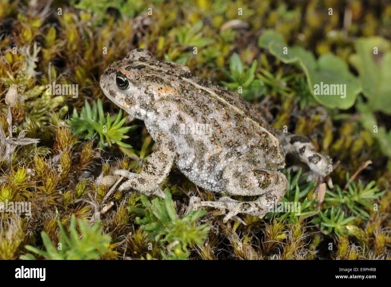 Natterjack toad british hi-res stock photography and images - Alamy