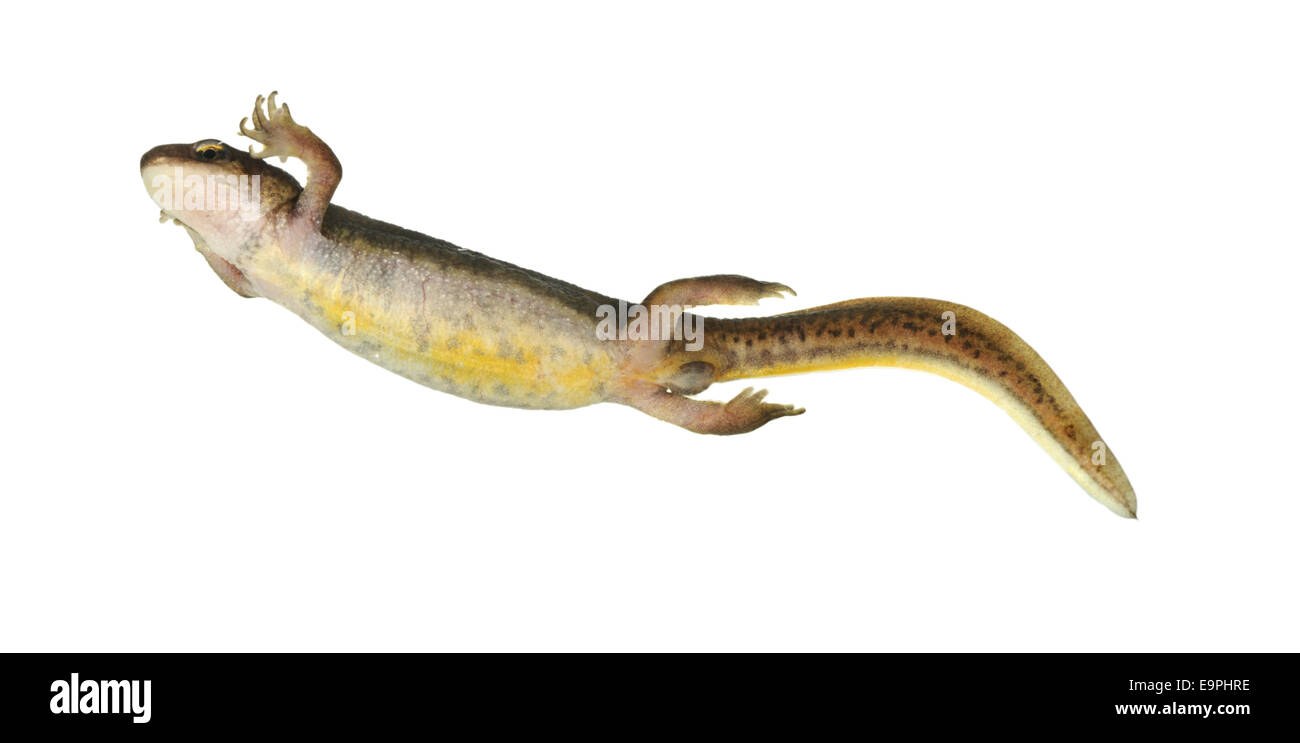 British newts Cut Out Stock Images & Pictures - Alamy