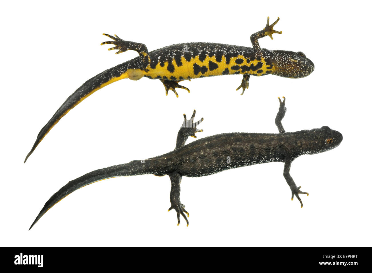 Great Crested Newt - Triturus cristatus Stock Photo - Alamy
