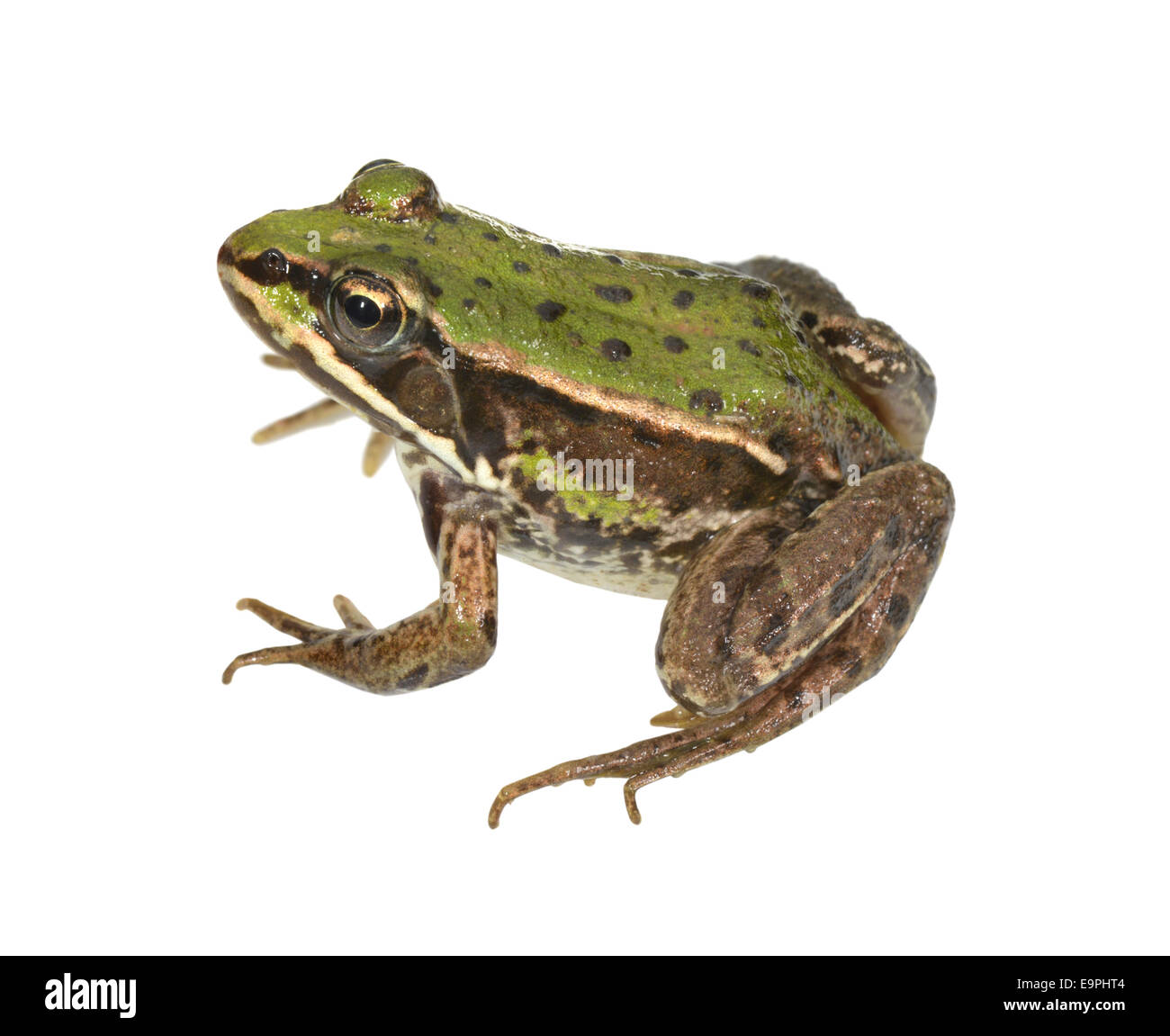 Adult frog Cut Out Stock Images & Pictures - Alamy