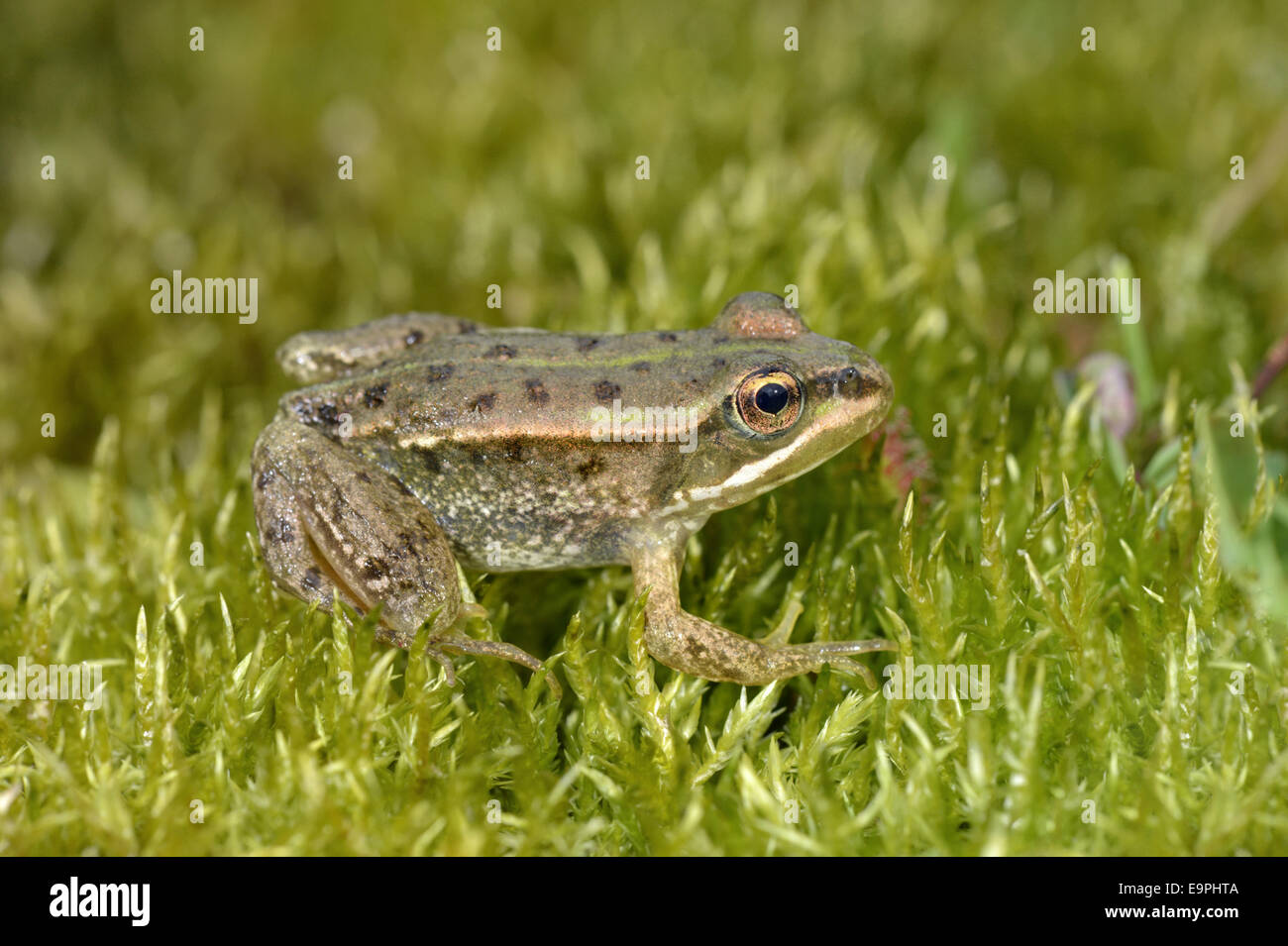 Pool Frog - Pelophylax lessonae Stock Photo - Alamy