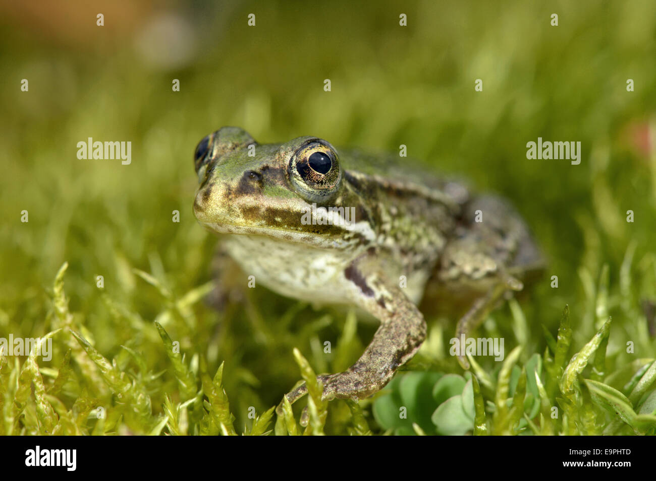 Pool Frog - Pelophylax lessonae Stock Photo - Alamy